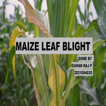 MAIZE LEAF BLIGHT OF MAIZE IN SORUGAM LE | PPTX