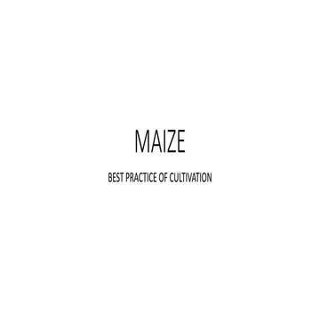 Maize Ppt Pptx