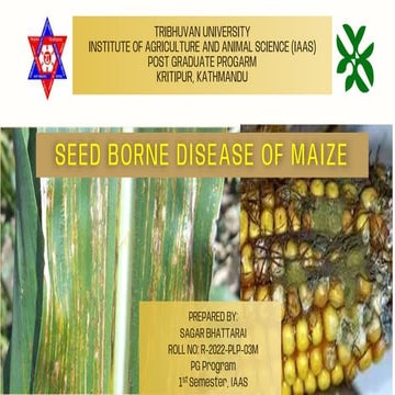 Maize PPT.pptx