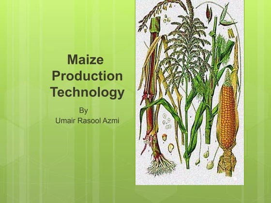 Maize ppt | PPTX | Agriculture | Industries