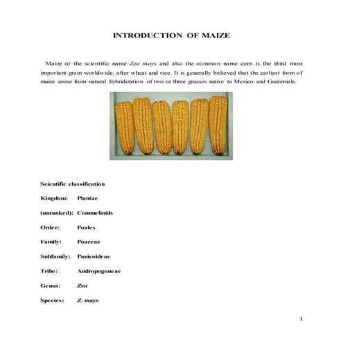 Maize report | PDF
