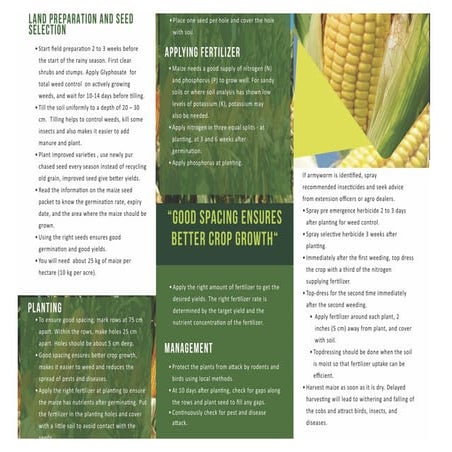 Maize :Good Agricultural practices | PDF
