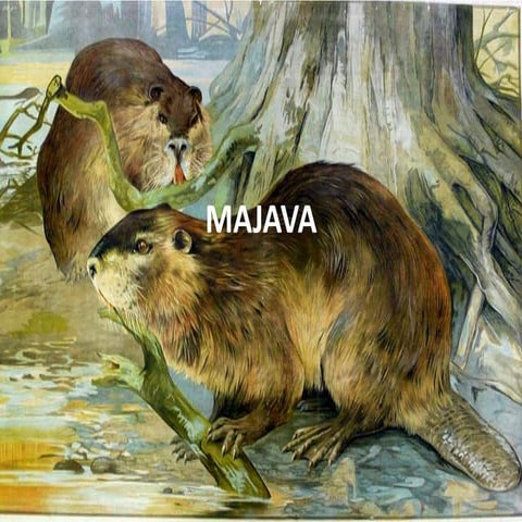 Majava | PPTX