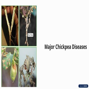 Major-Chickpea-Diseases and their management.pptx