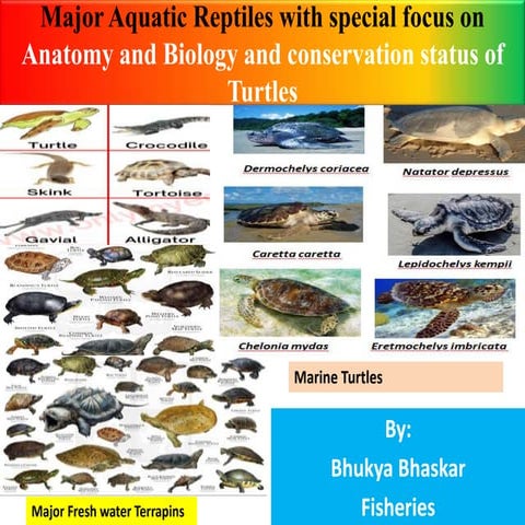 Major Aquatic Reptiles with special focus on Anatomy and Biology and ...