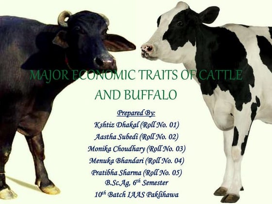 DIFFERENCE BETWEEN BOS TAURUS AND INDICUS | PDF