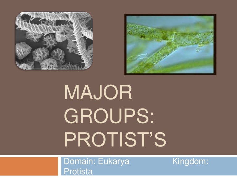 Major groups protists