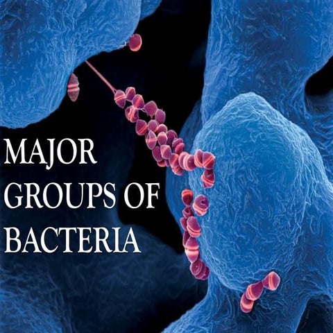 MAJOR GROUPS OF BACTERIA.pdf