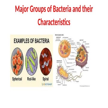 Major Groups of Bacteria and their Characteristics Lecture 5.pptx