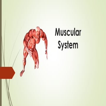 Major muscles 1 | PPSX