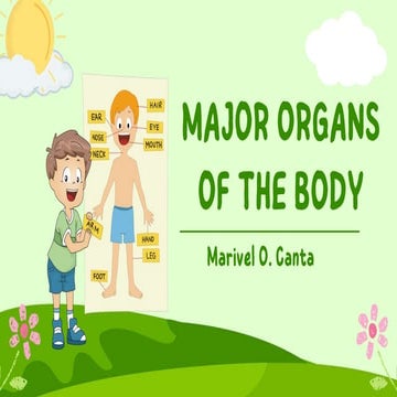 Major organs of the body PRESENTATION REPORT | PPT