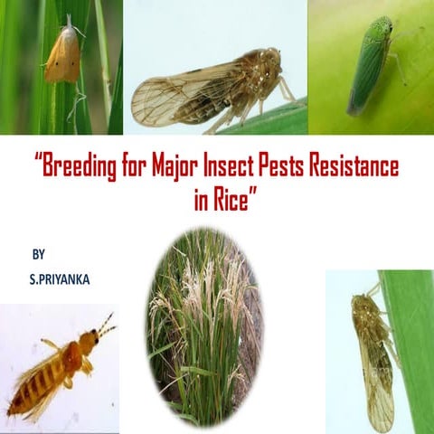 Breeding for Major Insect Pests Resistance in Rice | PDF