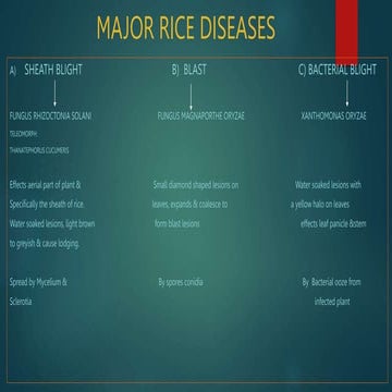 MAJOR RICE DISEASES and economic loss.pptx