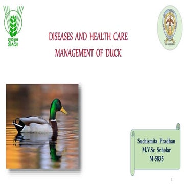 Health care management in Ducks | PPTX