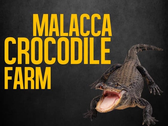 The Crocodile | PPT