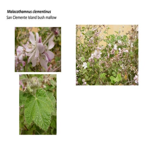Malacothamnus clementinus web show | PDF