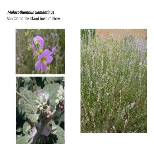 Malacothamnus fasciculatus web show | PPT