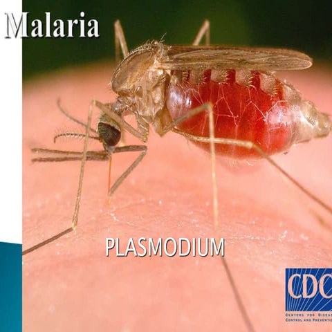 Plasmodium | PPT