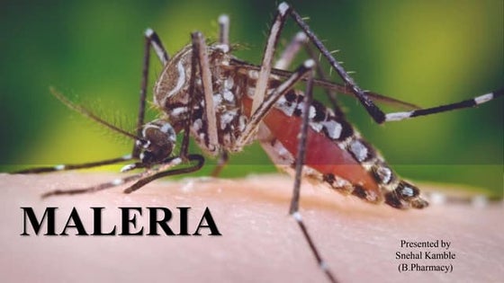 Biology investigatory project class 12 [malaria] | DOCX