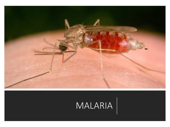 Pathogenesis of malaria | PPT