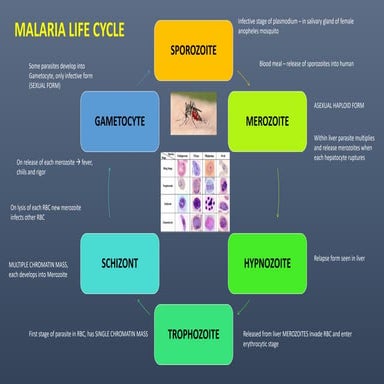 MALARIA.pptx