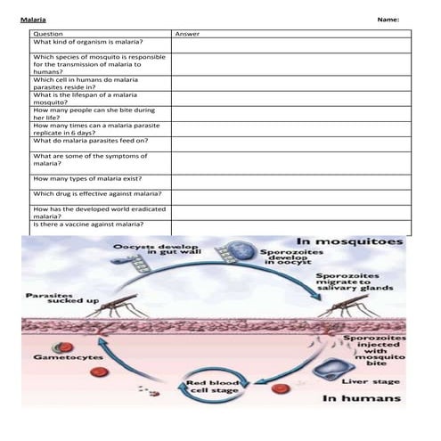 Malaria name | DOCX | Infectious Diseases | Diseases and Conditions