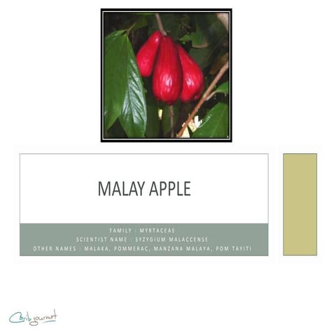 What is Malay Apple? What is Malaka? | PPTX