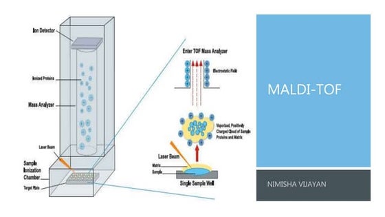 MALDI-TOF Mass Spectrometry | PPTX | Chemistry | Science