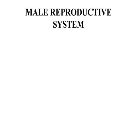 Male reproductive system | PPT