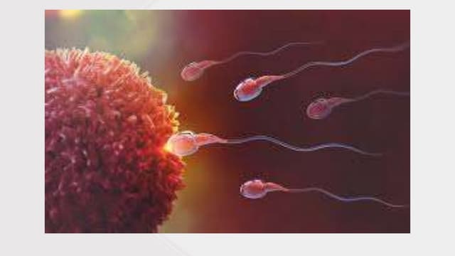 Male reproductive system | PPT