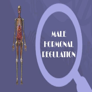Male-Hormonal-Regulation_n_12-19-25.pptx