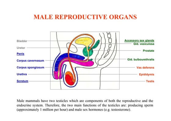 histology of male reproductive system | PPT