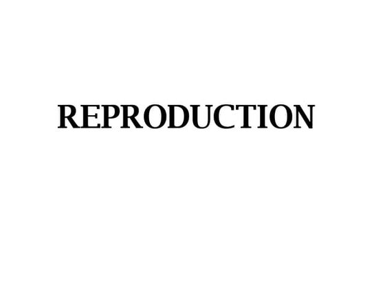 The Male Reproductive System Ppt 2785