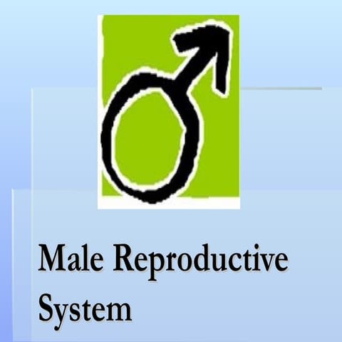 Male Reproductive System | PPTX