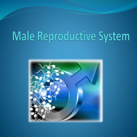 Male reproductive system | PPT