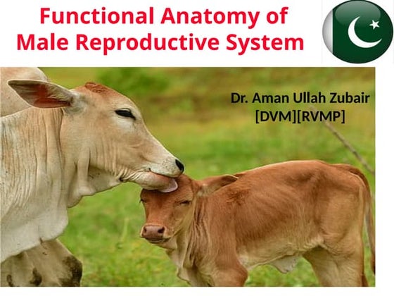Male Bovine Reproductive Anatomy 26.3A: Anatomy Of The Male