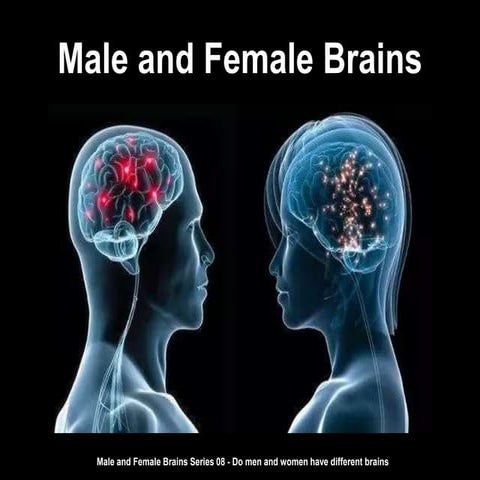 Male and Female Brains Series 08 - Do men and women have different ...