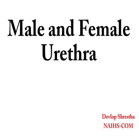 Male external genitalia | PPTX