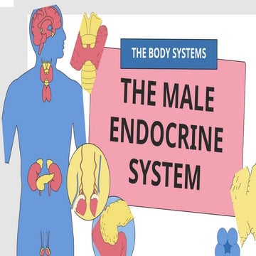 MALE ENDOCRINE SYSTEMS AND ITS FUNCTIONS | PPTX