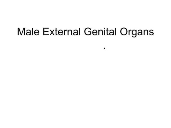 Anatomy of male external genitalia | PPT