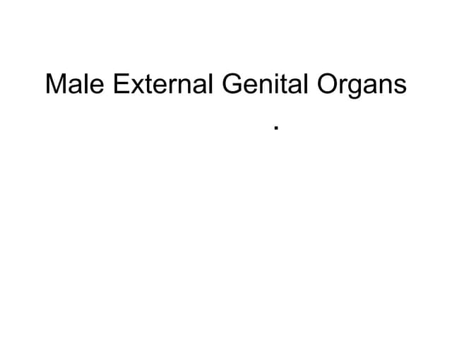 Anatomy of testis | PPTX