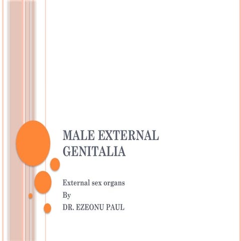 Male External Genitalia.pptx funding ikeo | PPT