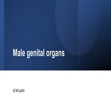 Reproductive system of a buck | DOCX