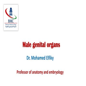 Male external genitalia | PPTX