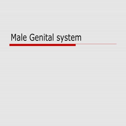 Male genital system | PPT