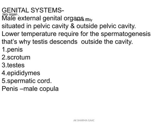 Anatomy of male external genitalia | PPT