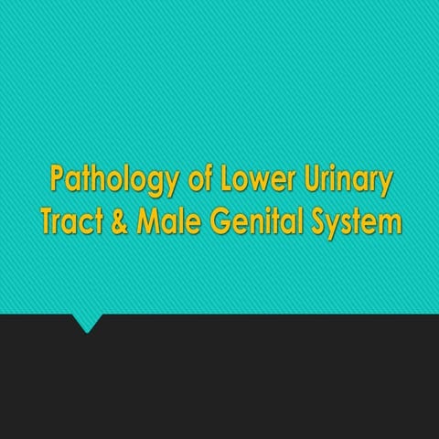 Pathology of Lower Urinary Tract & Male Genital System | PDF