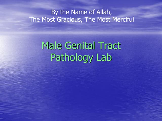 Male genital tract pathology lab | PPT Male genital tract pathology lab | PPT