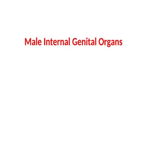 MALE INTERNAL GENITAL ORGANS.ppt by solomon | PPT