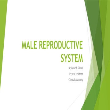 Male reproductive system anatomy | PPTX